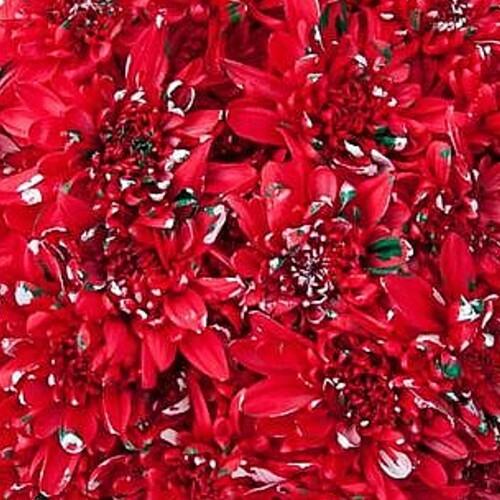 Red Mum Marshmallow Cupcake 3 Stem Bouquets | Mum Bouquets – Flowers ...