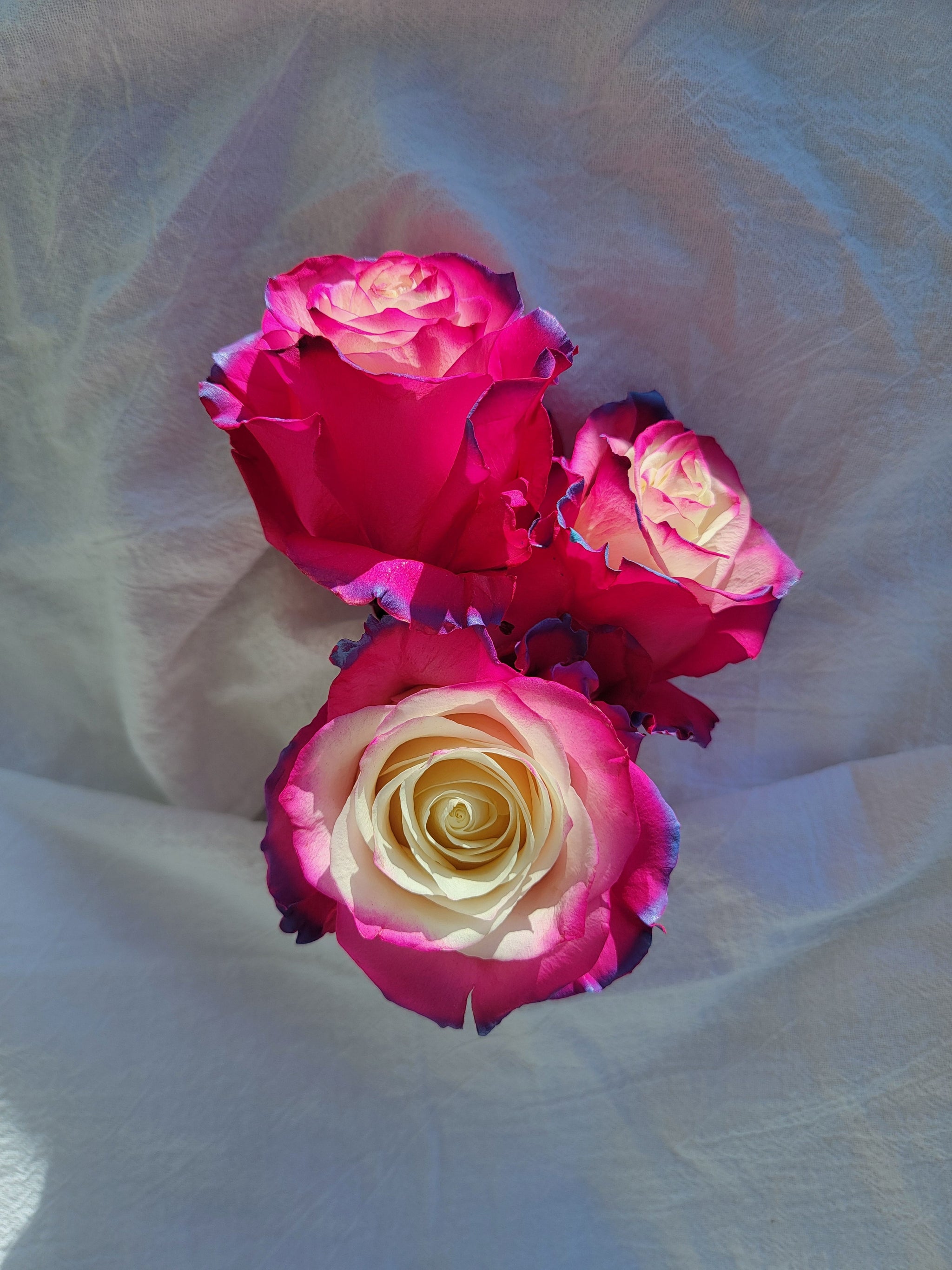 Raqueli Bouquet 12-Stems|Barbalicious Sequoia Roses – Flowers For ...