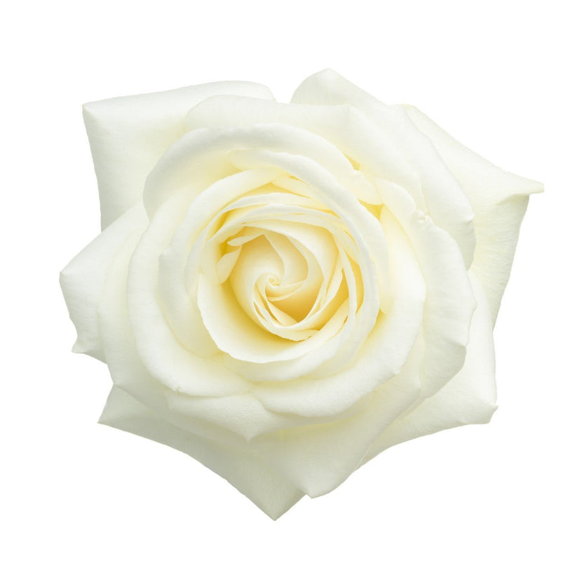 Zeta Phi Beta - White Roses, 40cm – Flowers For Fundraising